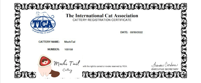 Mochi Tail – Love Cats & Living with Cats
