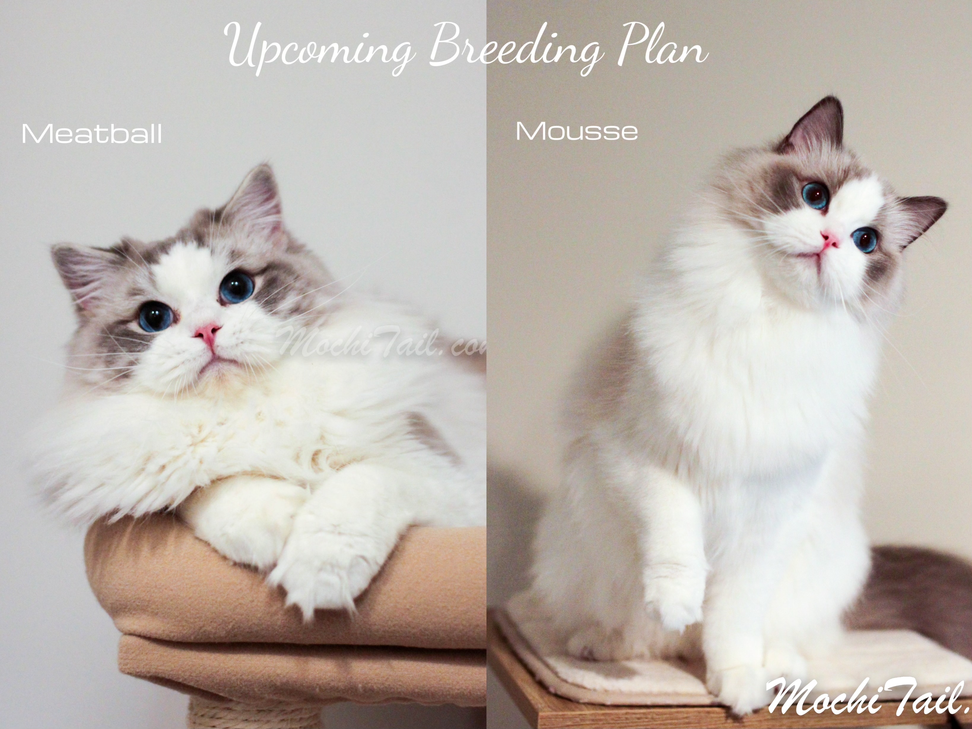 Available Kittens – Mochi Tail