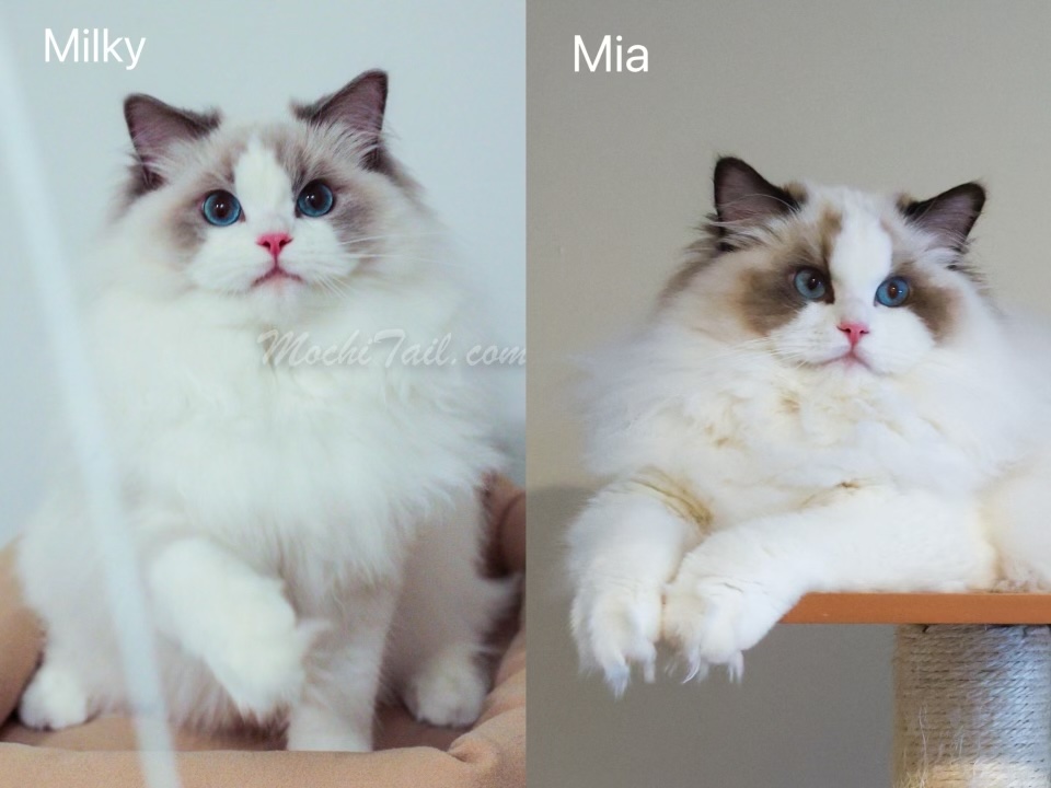 Available Kittens – Mochi Tail